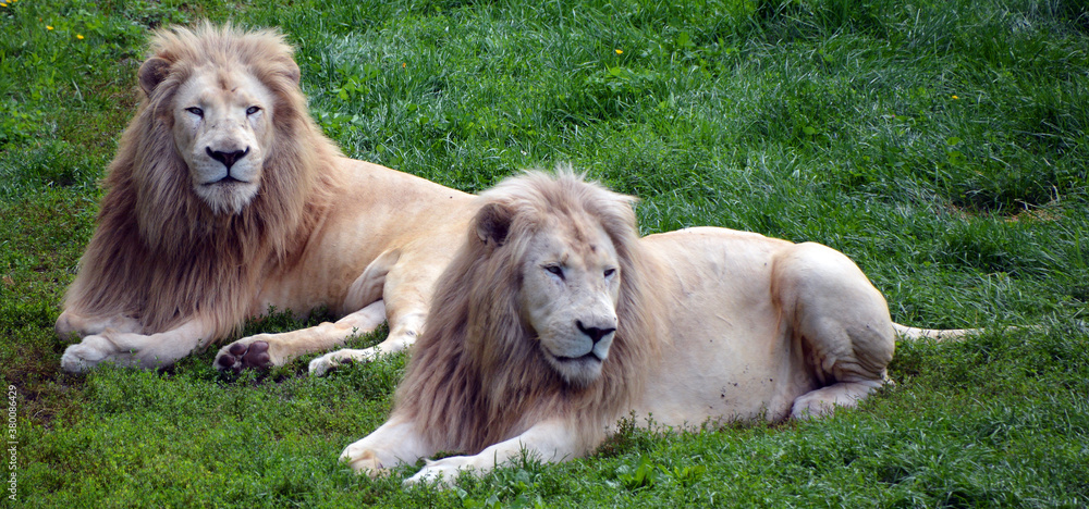 White lion is a rare color mutation of the lion. When the first pride ...
