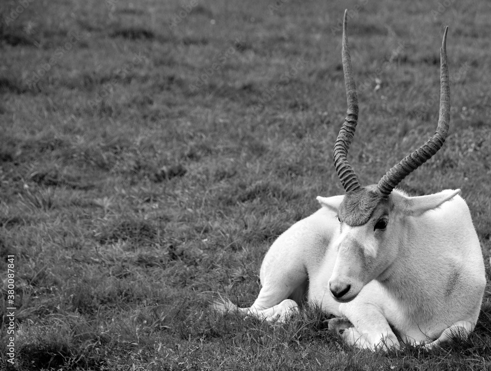 Addax, also known as the white antelope and the screwhorn antelope, is ...
