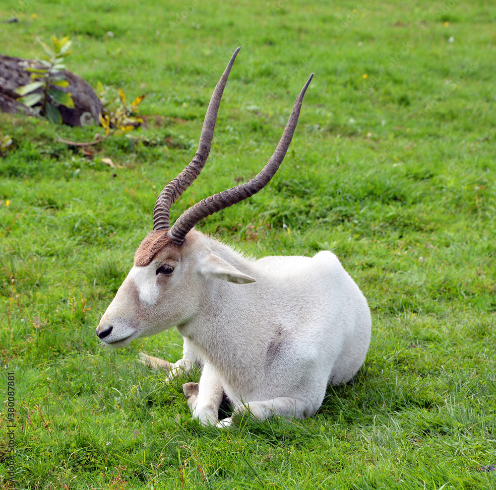 Addax, also known as the white antelope and the screwhorn antelope, is ...