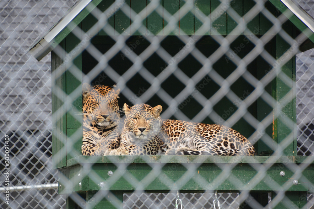 Behind a fence African leopards (Panthera pardus pardus) is the ...