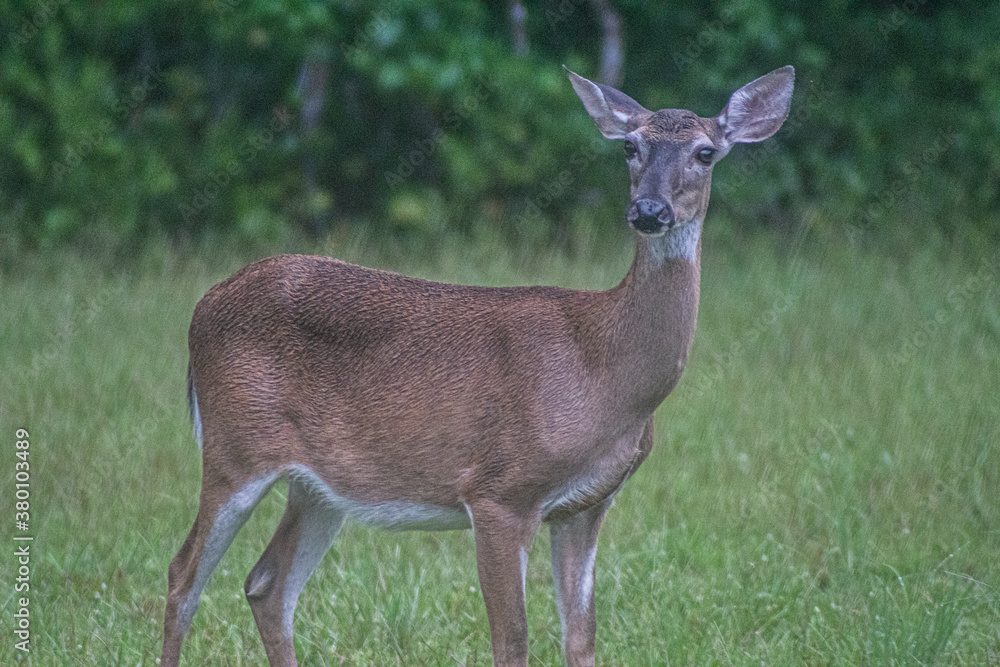 Female Deer Stock Photo | Adobe Stock