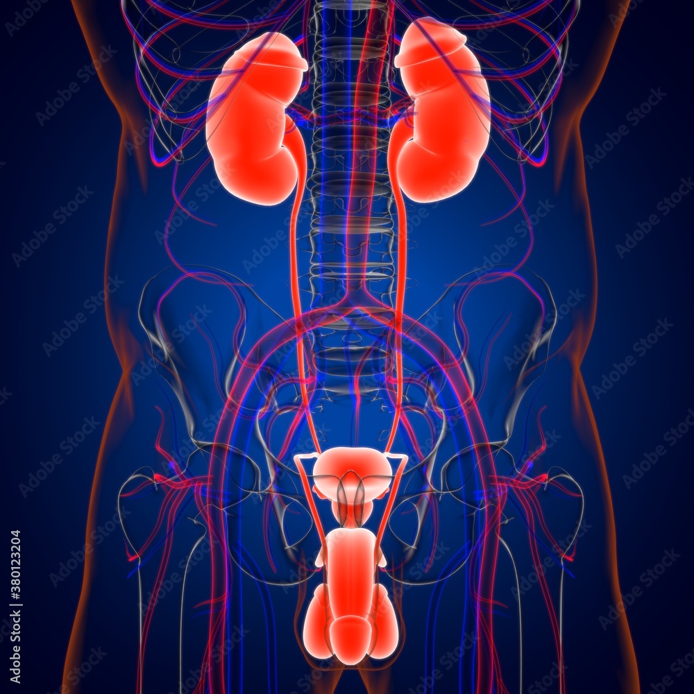 Male Reproductive System Anatomy For Medical Concept 3D Stock ...