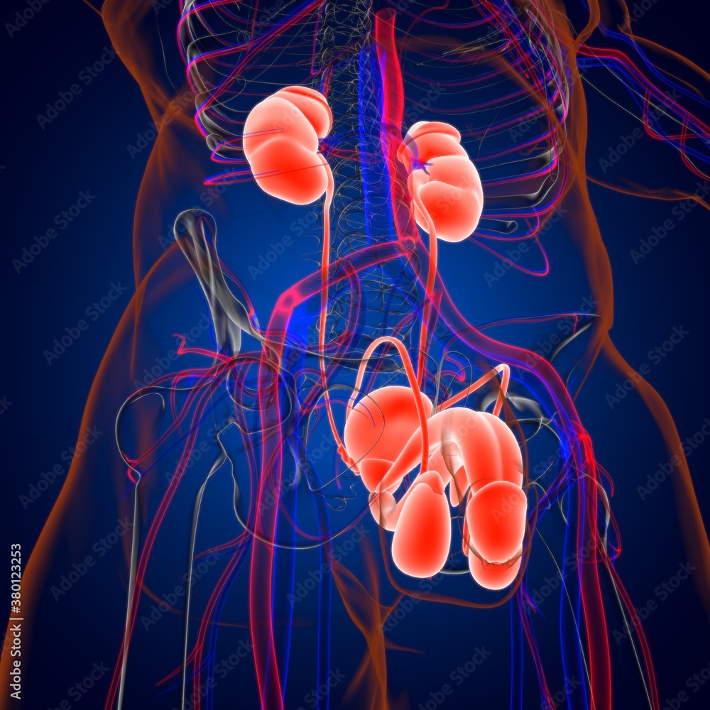 Male Reproductive System Anatomy For Medical Concept 3D Rendering Stock ...