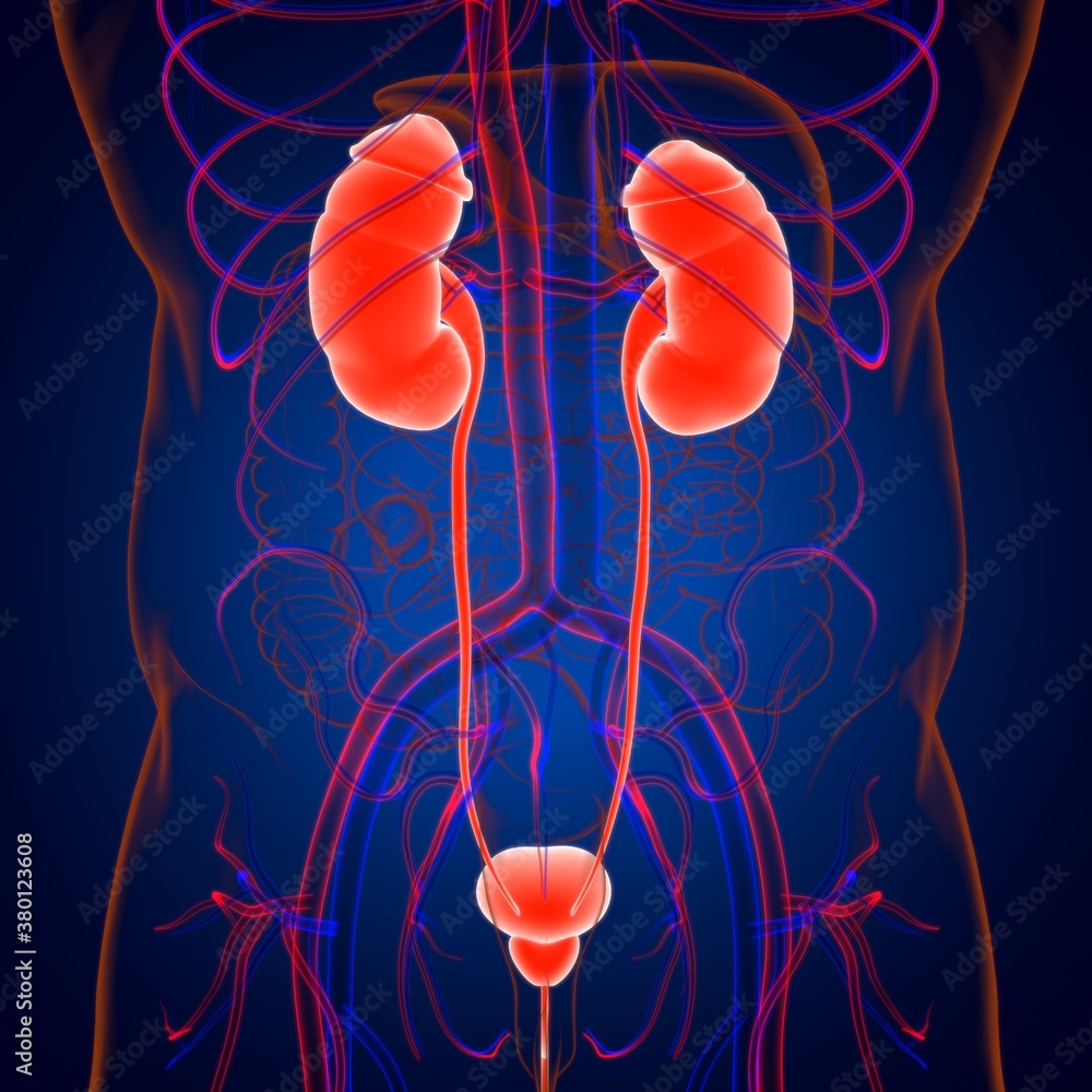 Human Urinary System Kidneys with Bladder Anatomy For Medical Concept ...
