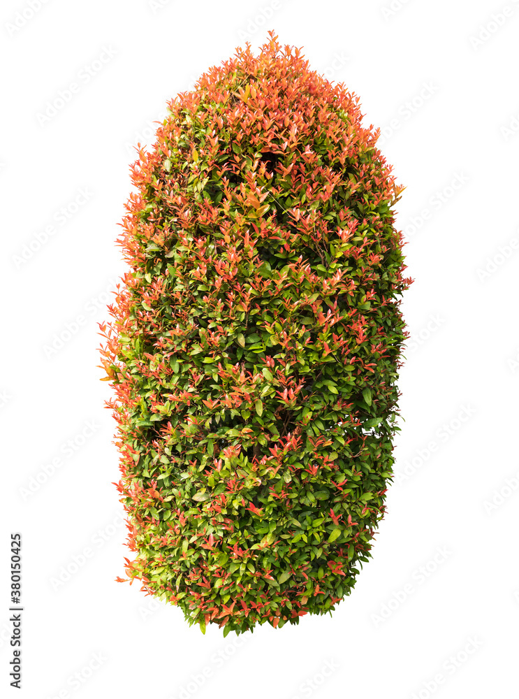 Tall bush isolated on white background with clipping path Stock Photo ...
