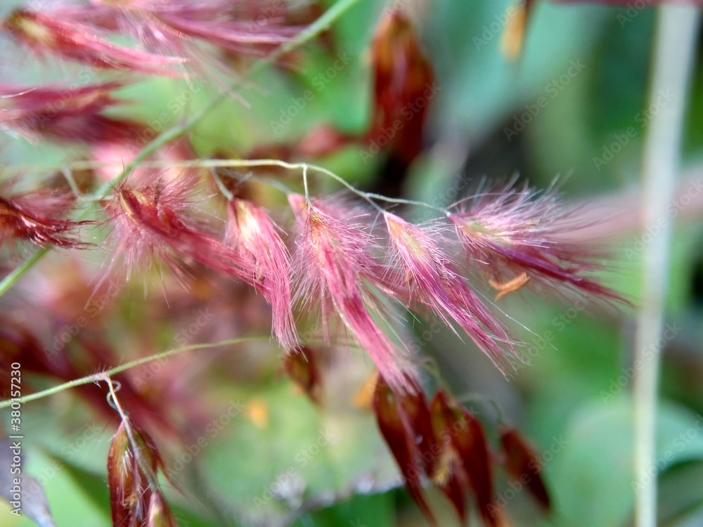 Imperata Cylindrica flower (also called cogon grass or kunai grass ...