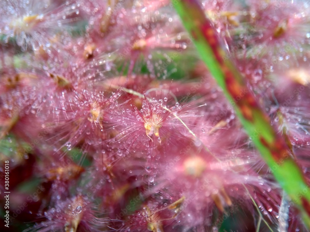 Imperata Cylindrica flower (also called cogon grass or kunai grass ...