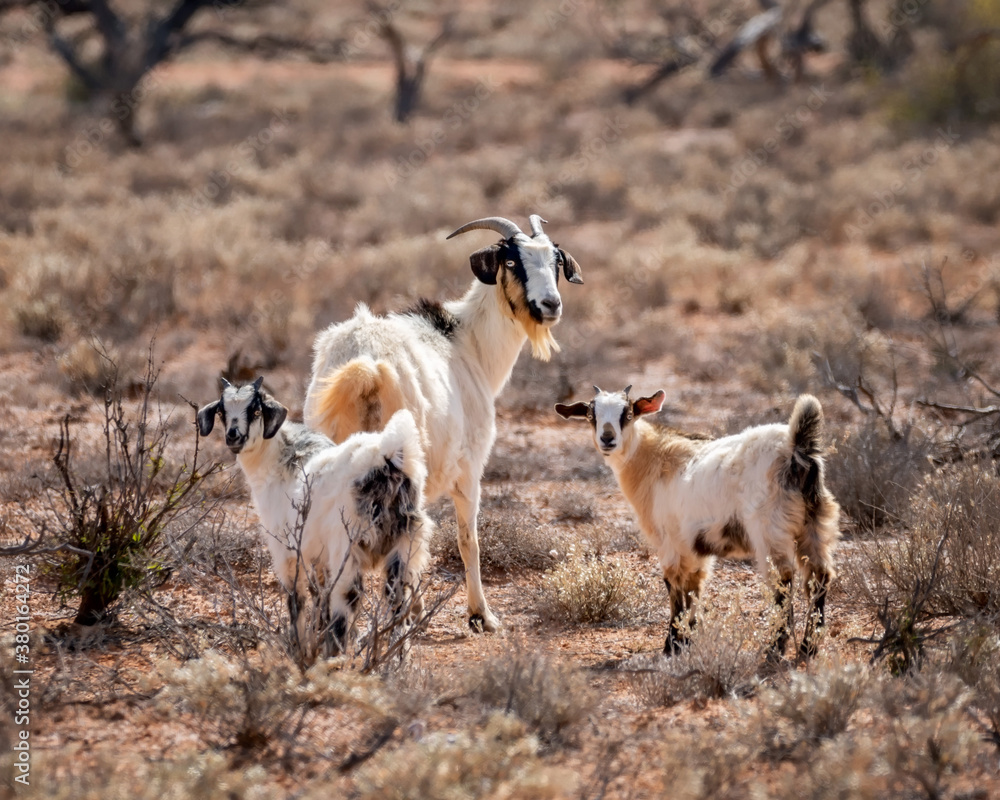 Feral Goats (Capra hircus) - now causing environmental damage, in areas ...