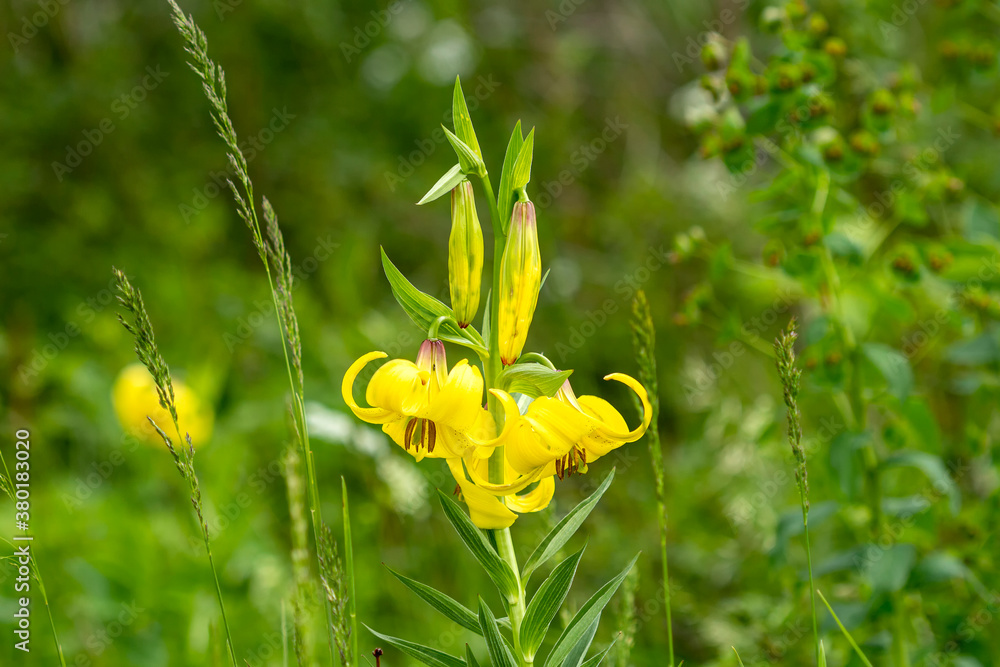 Summer flowering of herbs and plants in mountain meadows variety of all ...