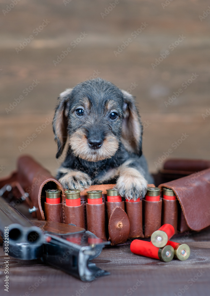 Cute Dachshund puppy sits with a bandolier with a gun Stock Photo ...