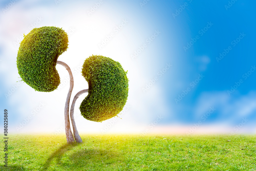 Trees (kidneys), 3D environmental and medical concepts Stock Photo ...