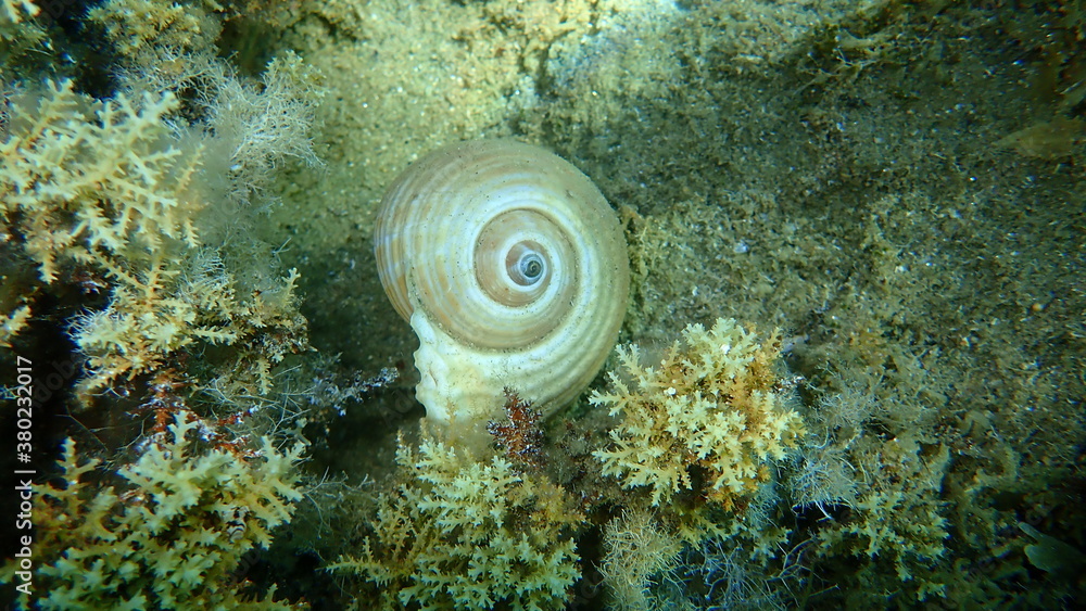 Foto de Marine gastropod mollusc giant tun (Tonna galea) undersea ...