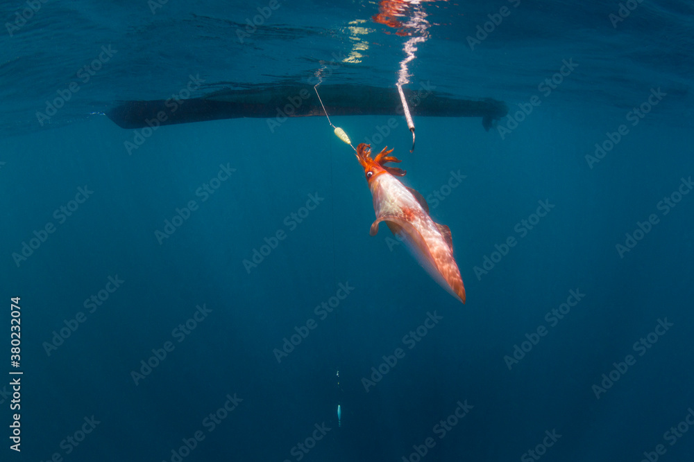 Caught giant squid about to be stabbed by the fisherman's hook. Stock ...