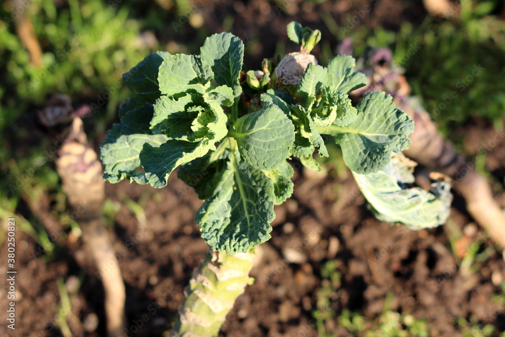 Small Kale or Leaf cabbage hardy cool season annual green vegetable ...