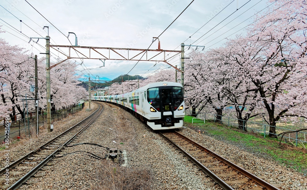 View of a fast train traveling on rail tracks with flourishing cherry ...