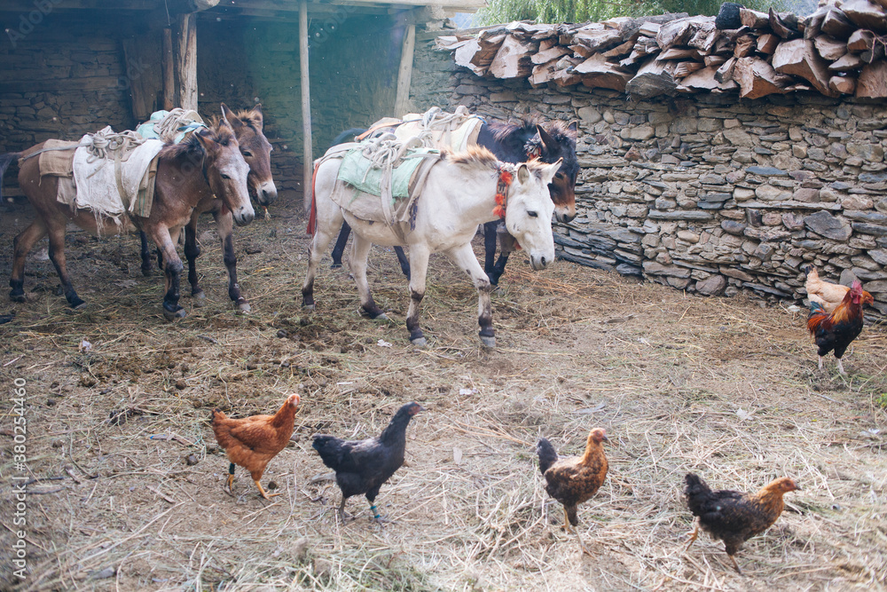 Mules and chickens inside a farm in rural nepal. Stock Photo | Adobe Stock