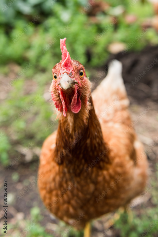 chicken up close Stock Photo | Adobe Stock