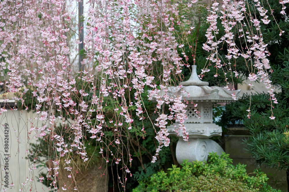 Beautiful Sakura blossoms of drooping branches of a weeping cherry ...