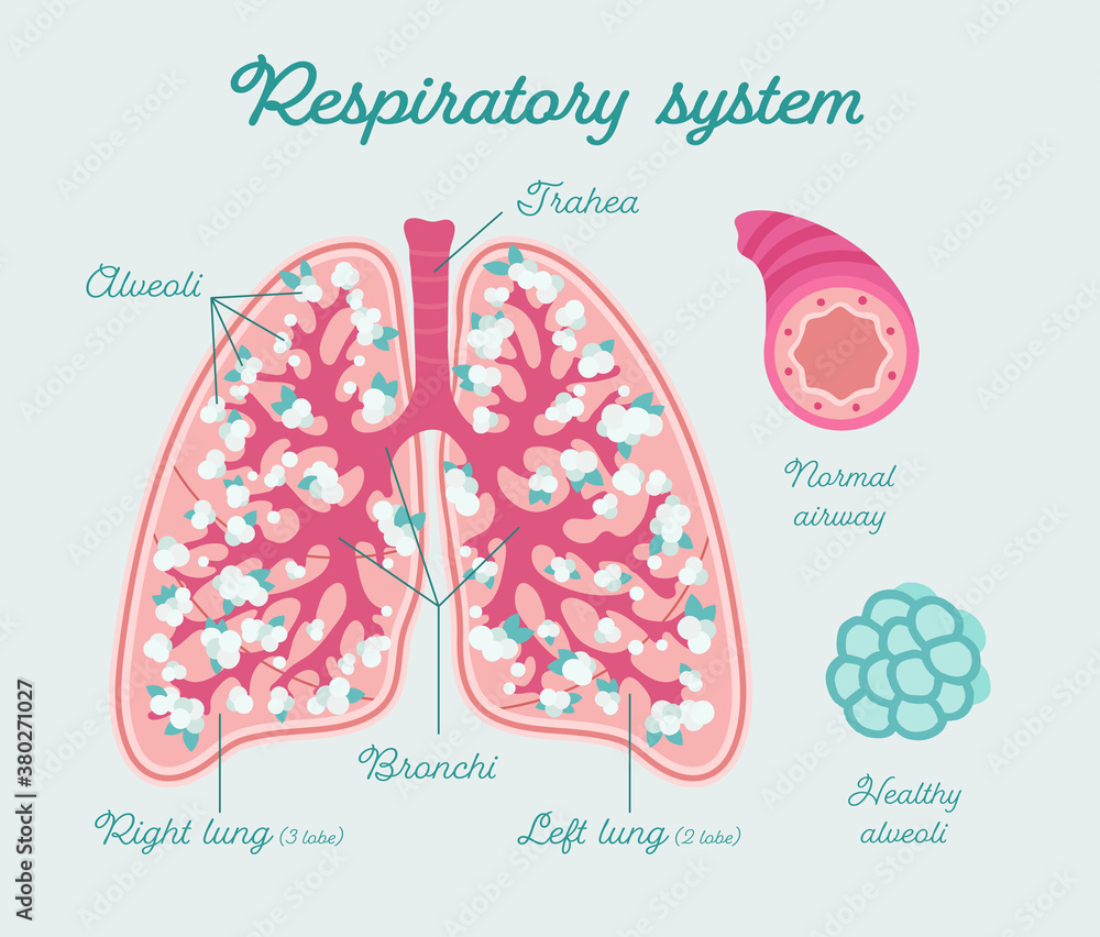 Structure of human lungs, airway and alveoli. Anatomical scheme in ...