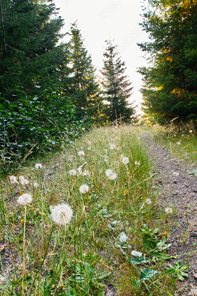 Vertical photo of a rarely-used forest road overgrown with grasses and ...