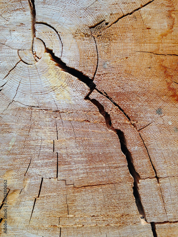 Cross section of old growth Ponderosa pine tree Stock Photo | Adobe Stock