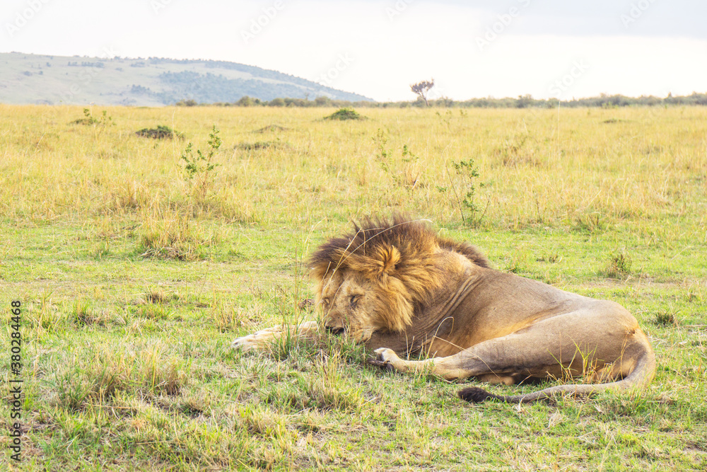 Lion King sleeping Stock Photo | Adobe Stock