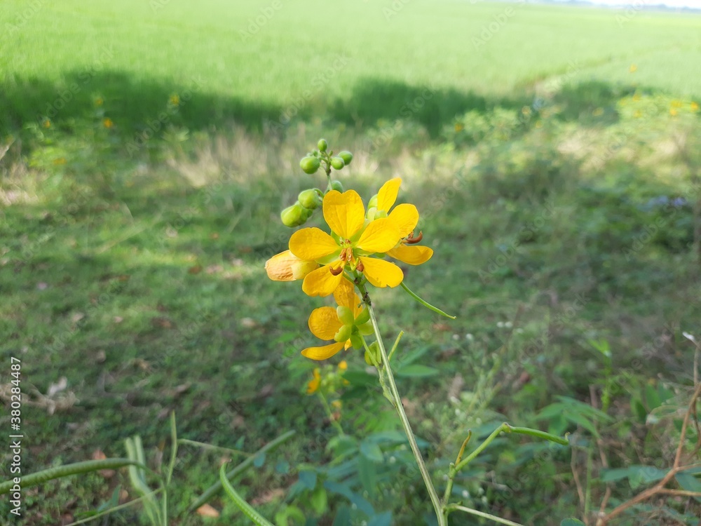 Senna occidentalis flowers in the India, yellow color senna flowers in ...