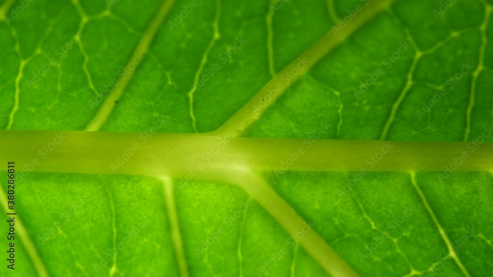 Cell Structure View of Leaf Surface Showing Plant Cells For Education ...