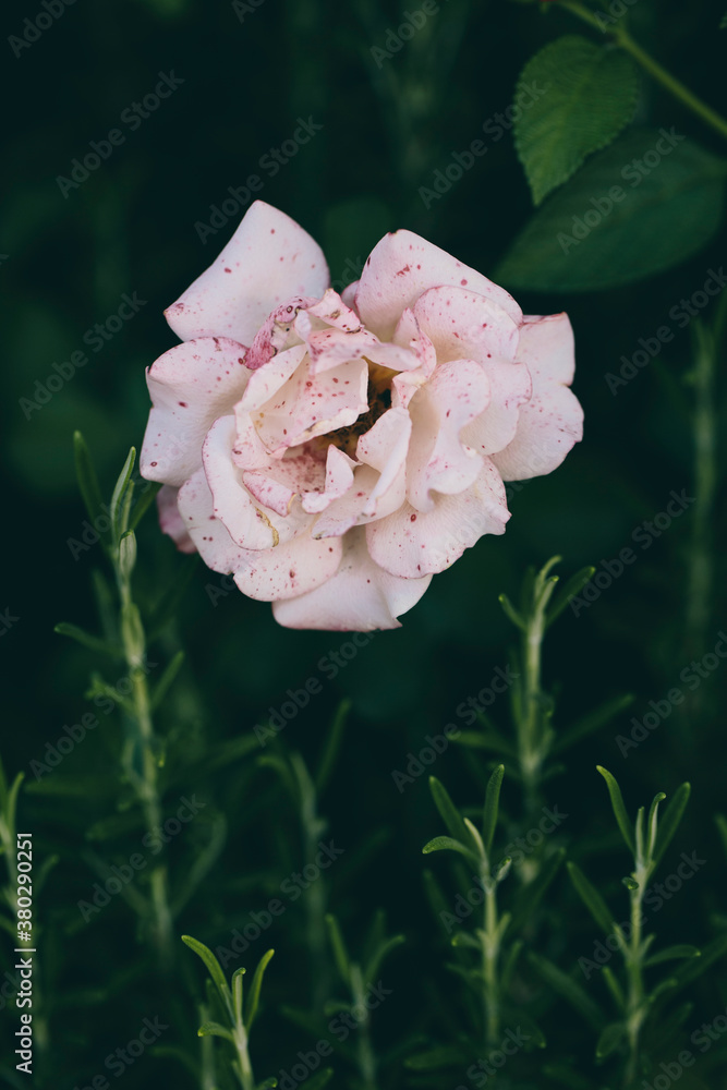 Mottled sick pink rose blooming amongst rosemary branches Stock Photo ...
