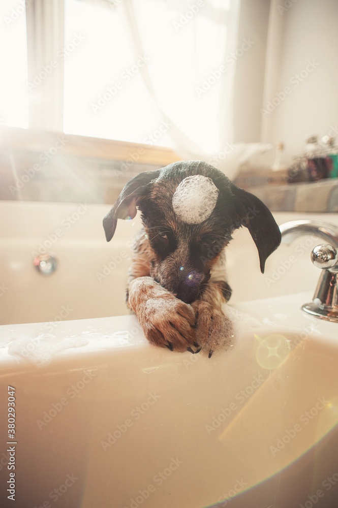 Bath time Stock Photo | Adobe Stock