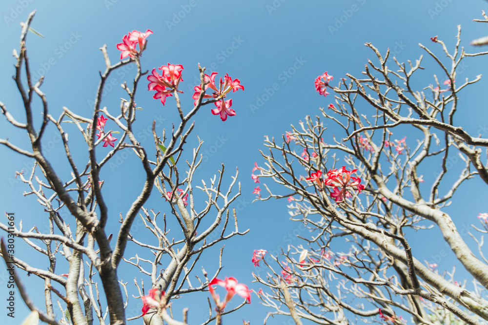 Desert Rose tree, Adenium obesum. Omo Valley, Ethiopia Stock Photo ...