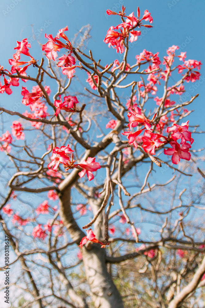 Desert Rose tree, Adenium obesum. Omo Valley, Ethiopia Stock Photo ...