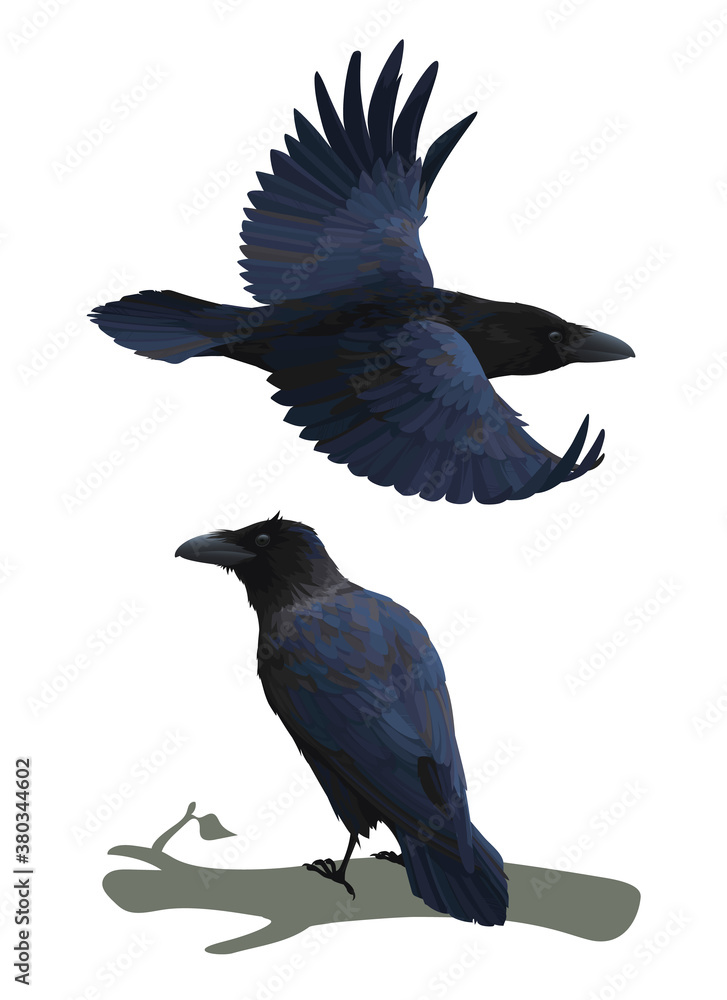 Realistic raven flying and sitting on a branch. Colorful vector ...