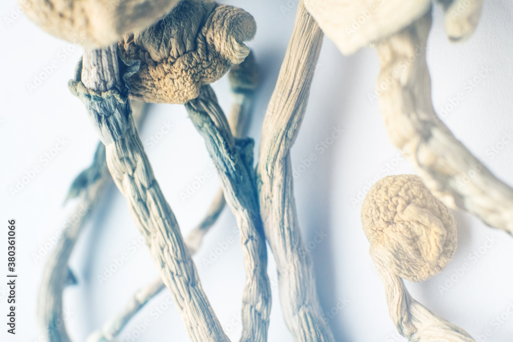 Dry Psilocybe cubensis. Close up Magic shroom. Psychedelic drug ...