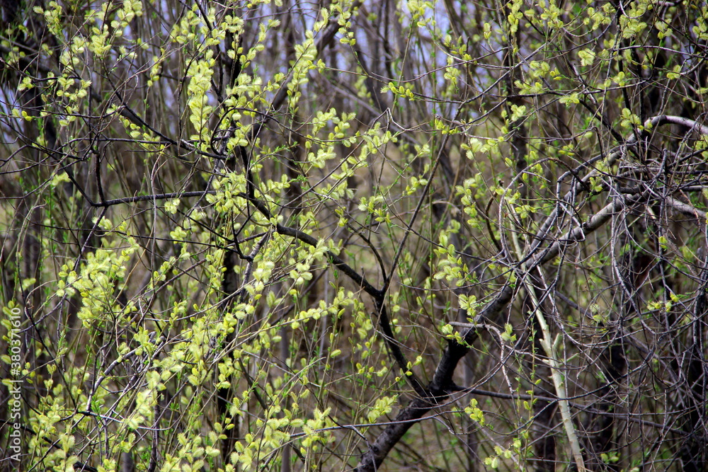 Foto de Small green leaves of the shrub in the interweaving of thin ...