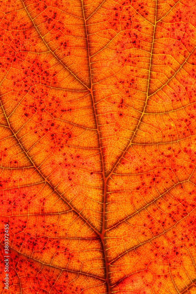 Autumn leaf detail showing veins Stock Photo | Adobe Stock