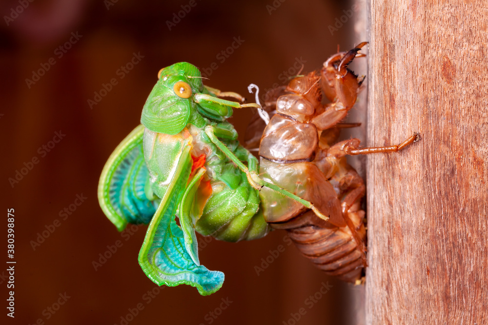 Cicada molting exuvia emerging shell Stock Photo | Adobe Stock Cicada molting exuvia emerging shell Stock Photo | Adobe Stock