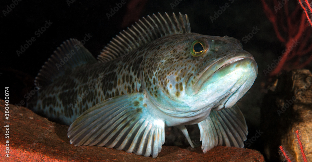 Ophiodon elongatus, Lingcod Stock Photo | Adobe Stock