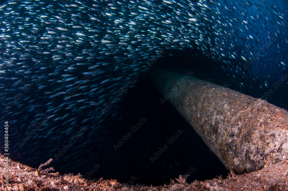 Bait fish around pylons on oil rig Stock Photo | Adobe Stock