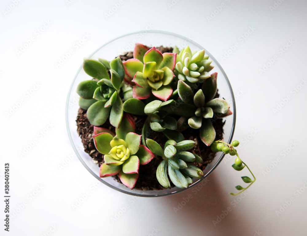 Succulent plant in round glass jar shown from ariel top view foto de ...