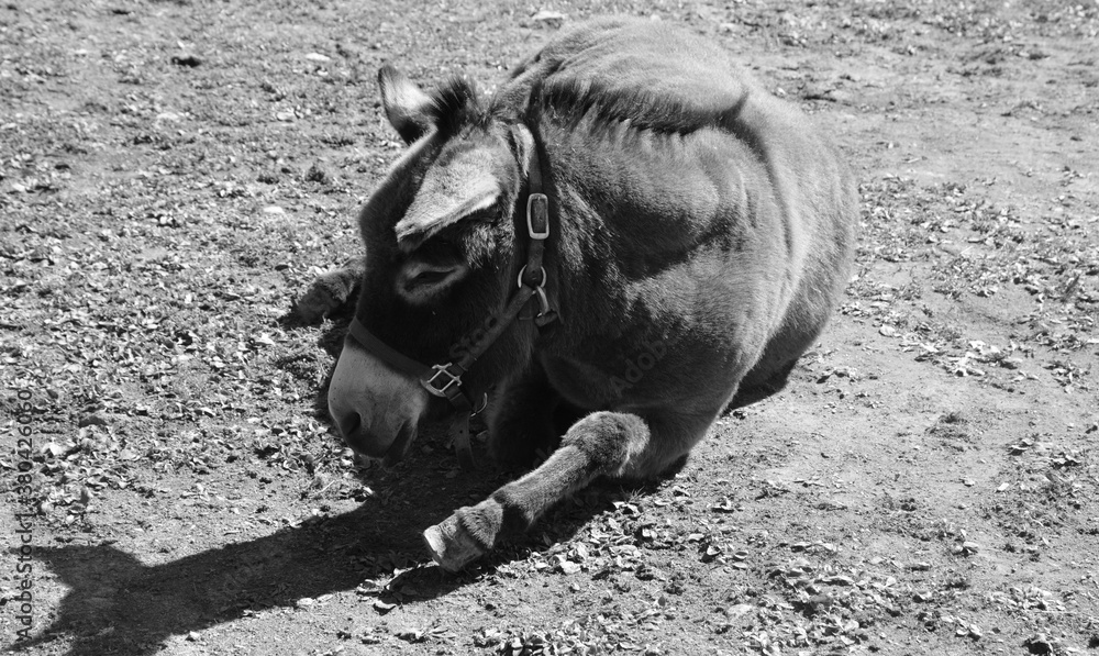 The donkey or ass (Equus africanus asinus) is a domesticated member of ...