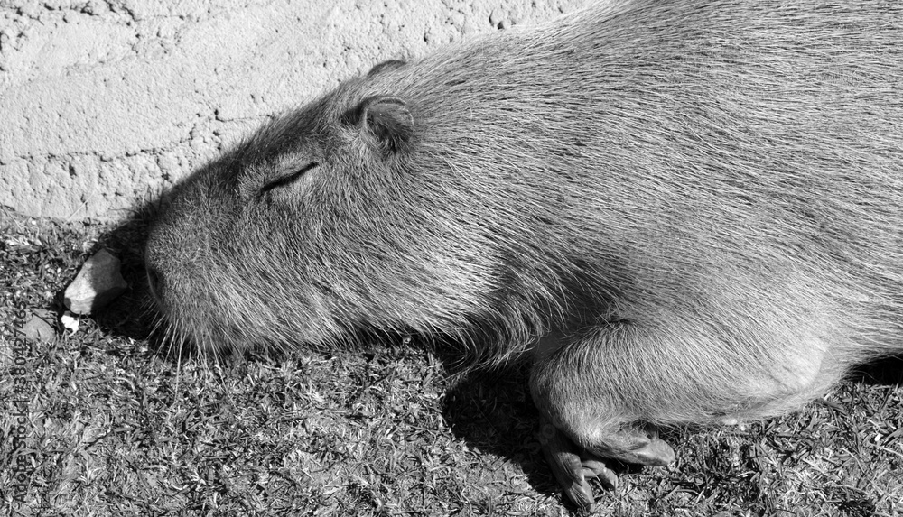 Foto de The capybara is the largest rodent in the world. Also called ...