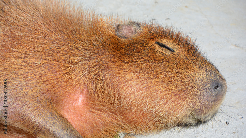 The capybara is the largest rodent in the world. Also called chiguire ...