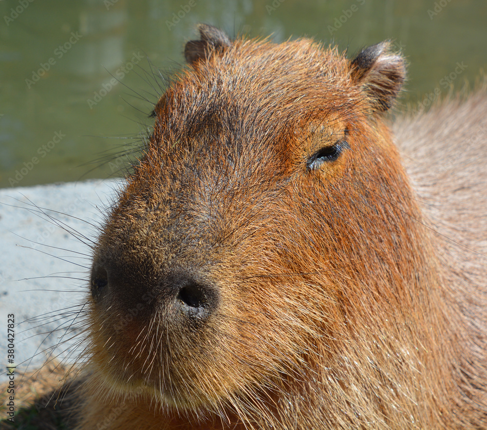 Foto de The capybara is the largest rodent in the world. Also called ...