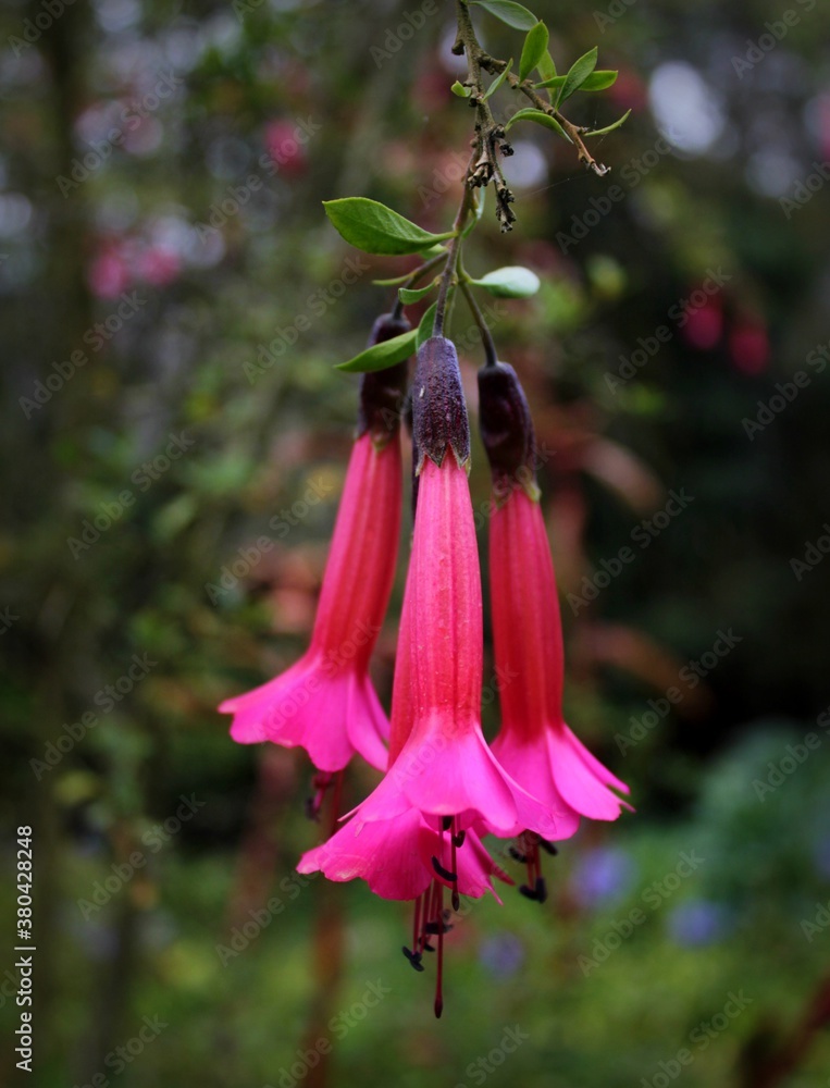 La CANTUTA es la Flor Nacional del Perú, Stock Photo | Adobe Stock