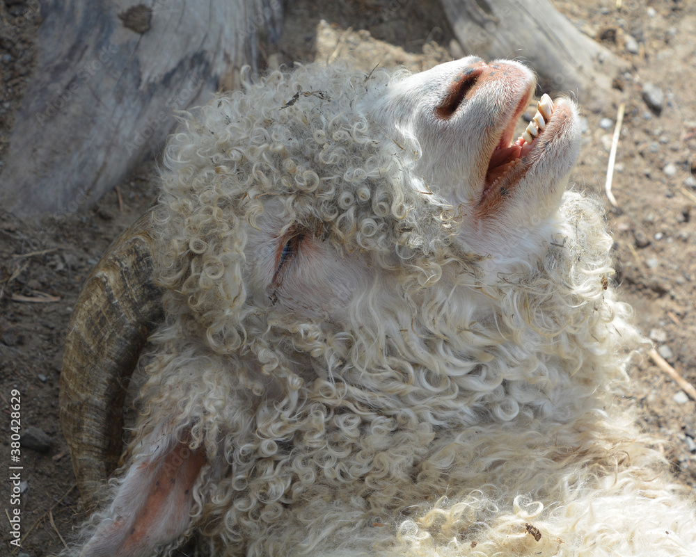 Foto Stock The Angora goat is a breed of domesticated goat ...