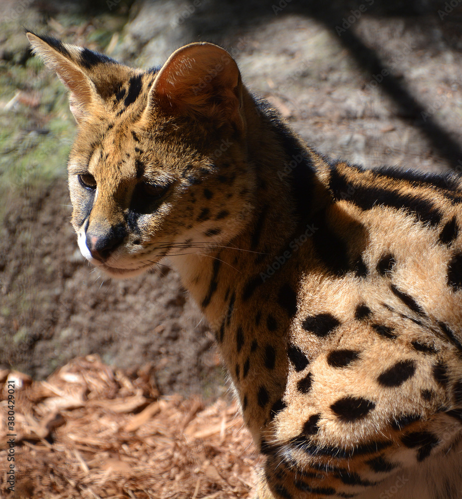 The serval skin is a wild cat native to Africa. It is rare in North ...