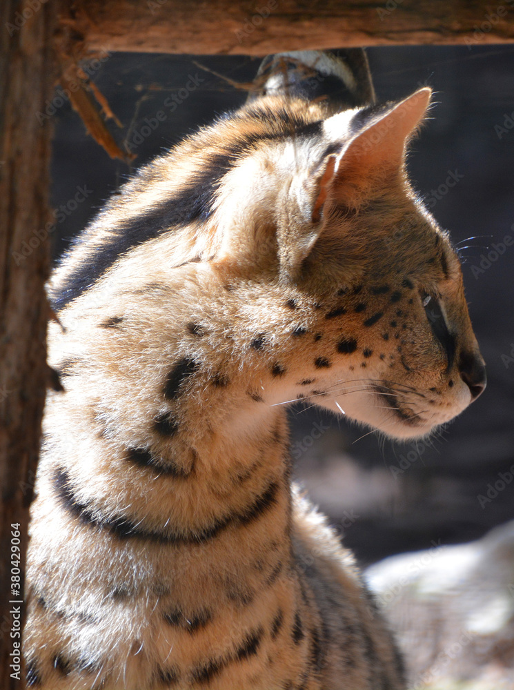 Foto de The serval skin is a wild cat native to Africa. It is rare in ...