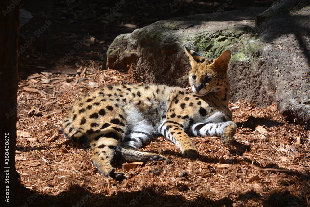 The serval is a wild cat native to Africa. It is rare in North Africa ...