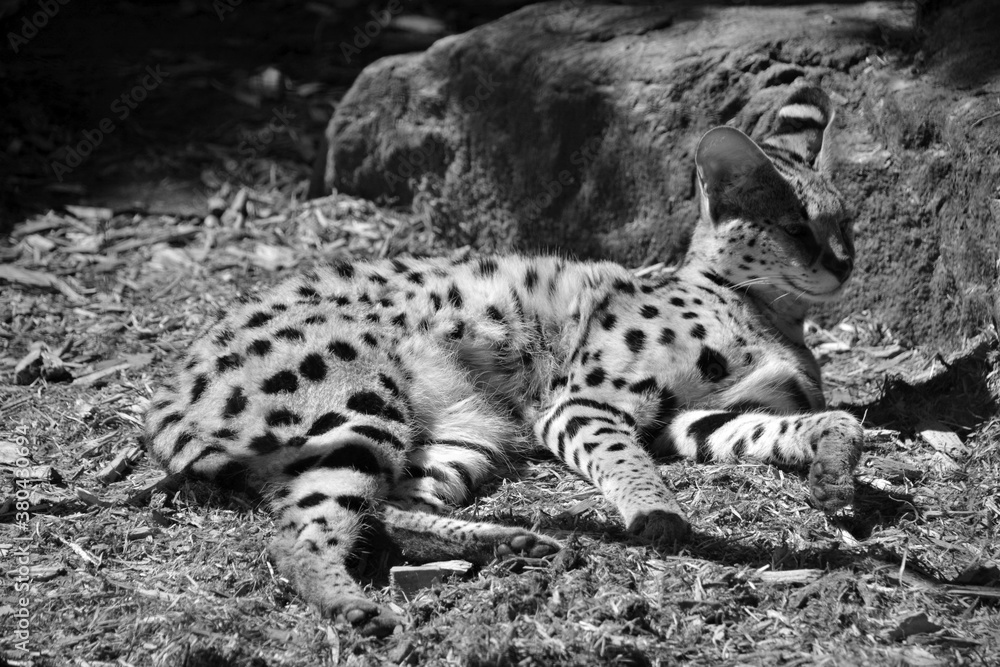 The serval is a wild cat native to Africa. It is rare in North Africa ...